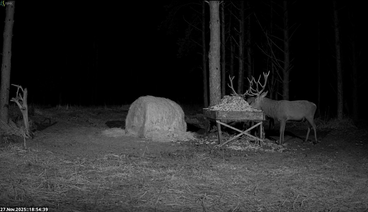 Red Deer Live Cam Returns for the Season – Watch the Herd Live from ...