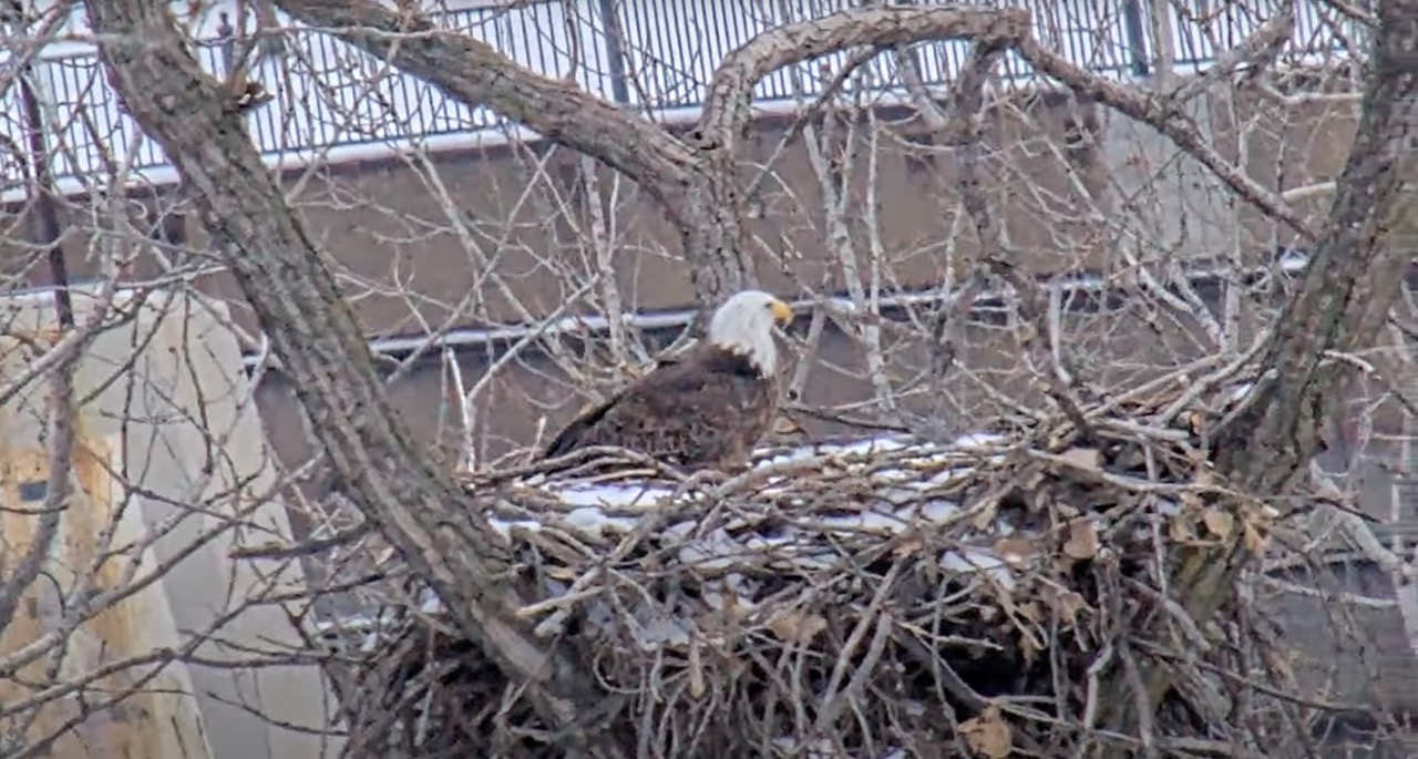 The Minnesota DNR EagleCam Is LIVE for the 2025-2026 Season! | Watch the Bald Eagles Nesting