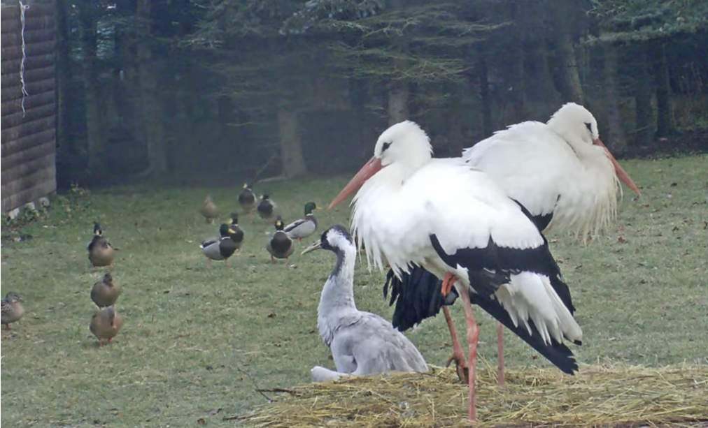Czech Republic Wildlife Cams LIVE (Makov) – Feeder, Pond & Stork Nest ...