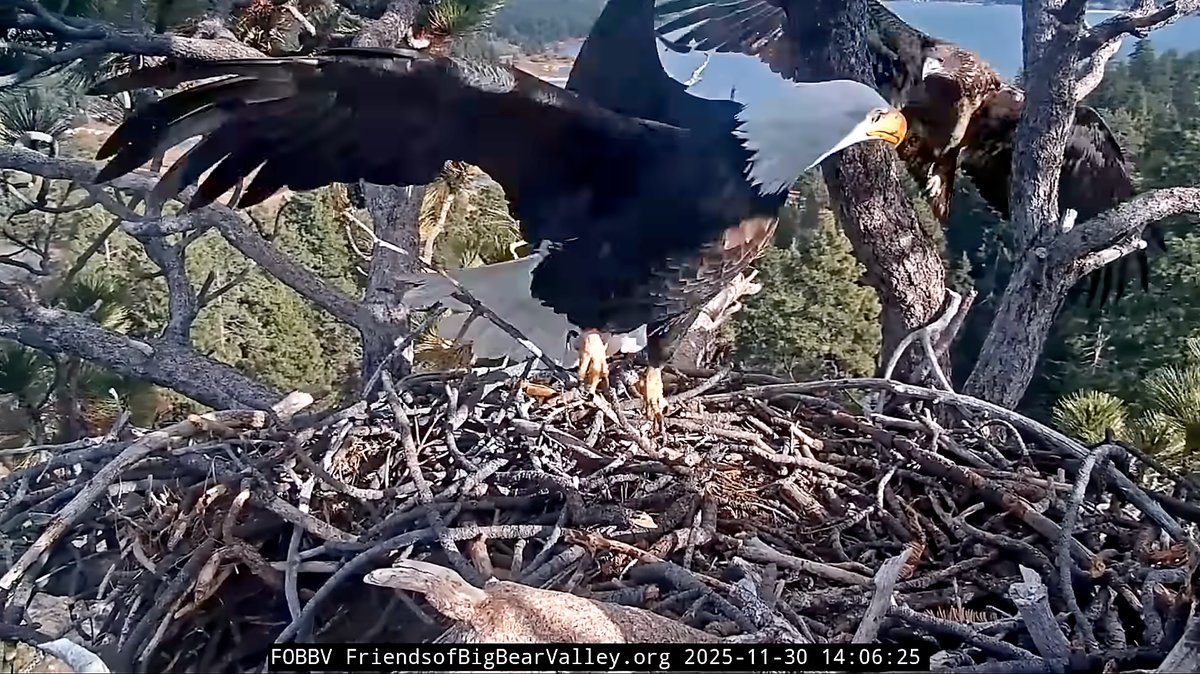 Jackie & Shadow vs Juvenile Bald Eagle – Was It Sunny or Gizmo ...