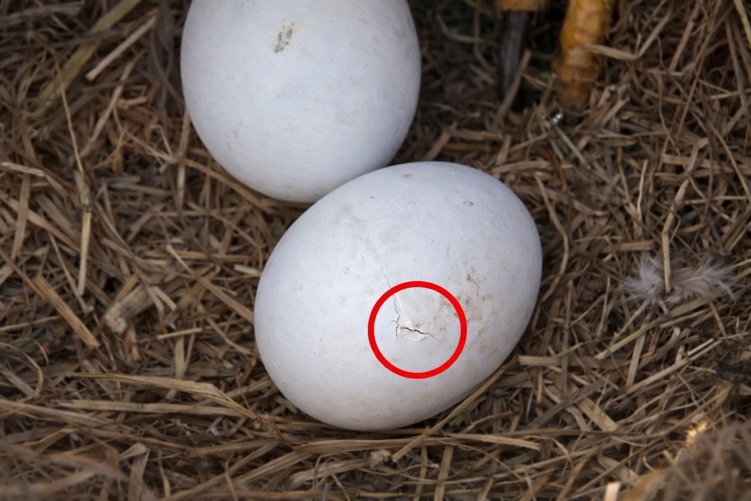 SWFL Eagles Have a Pip! Egg #1 Starts Hatching