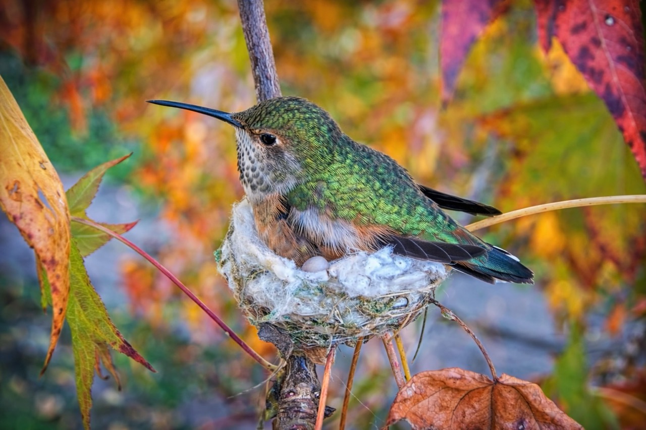 Jewel the Hummingbird Lays Second Egg | First Live Cam Clutch
