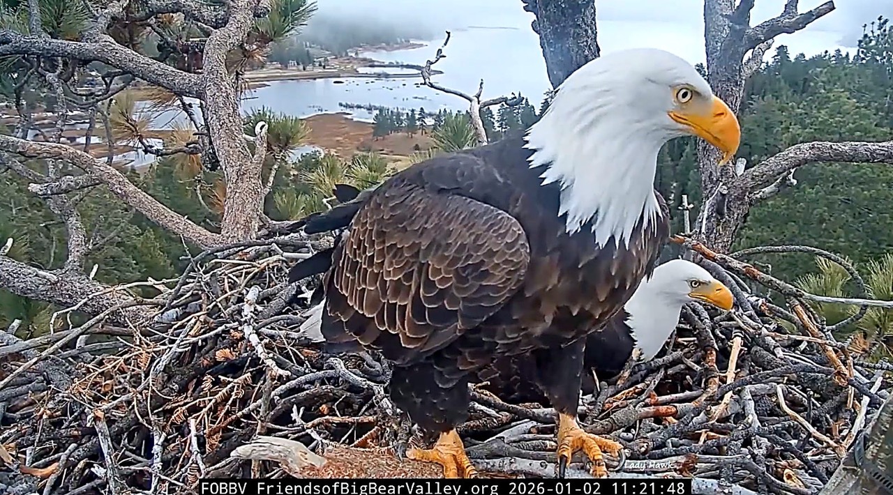 Jackie Pancakes 3 Times and Shadow Pancakes Once: Nest Prep for Eggs ...