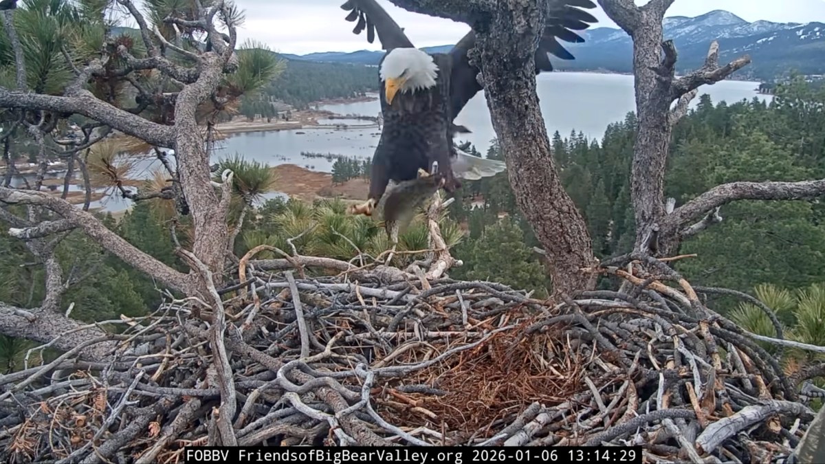 Shadow Brings First Fish of the Season as Nest Readies for Eggs in Big ...