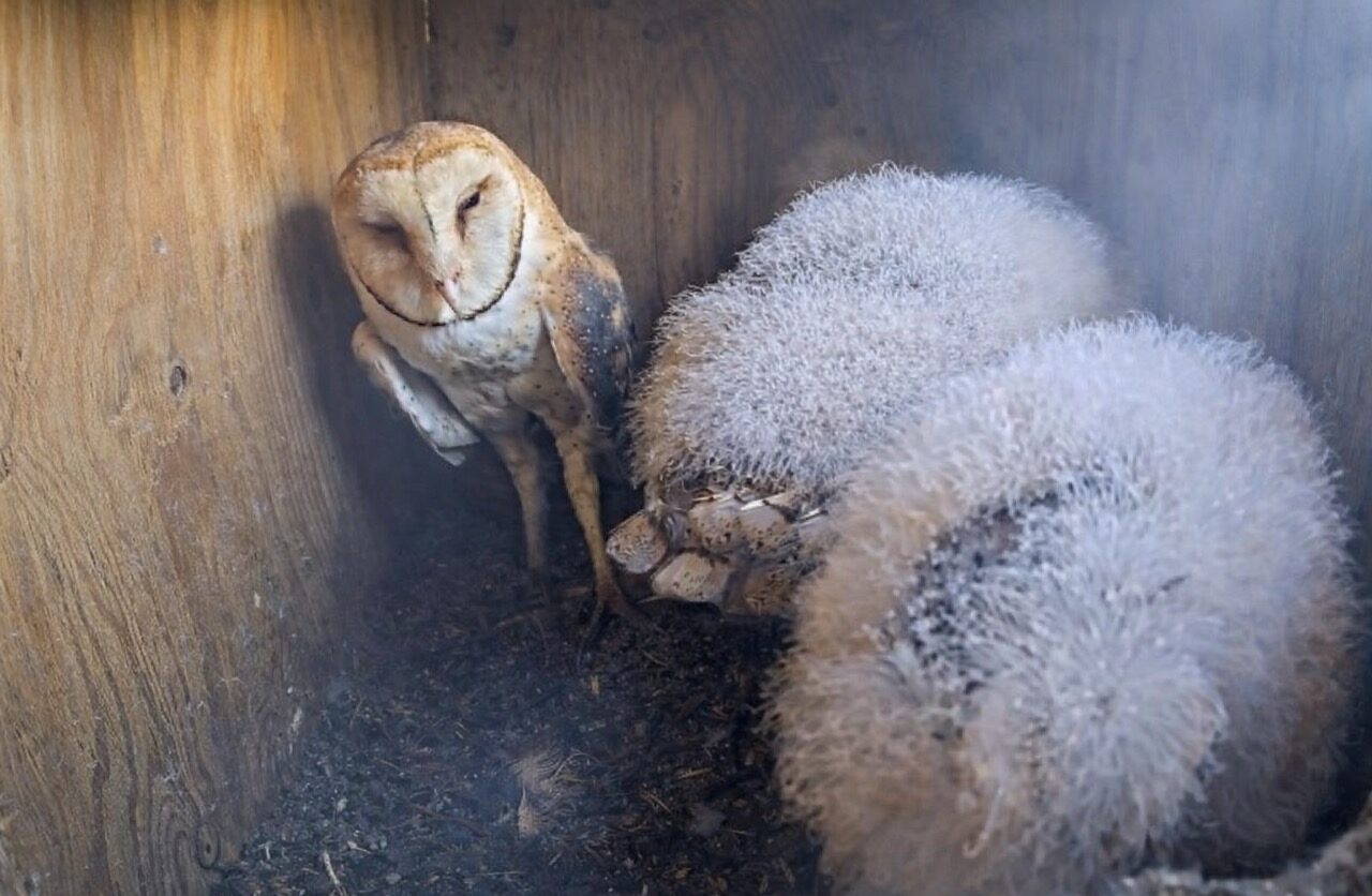 Florida Barn Owl Cam Update: What Happened in the Two Nest Boxes