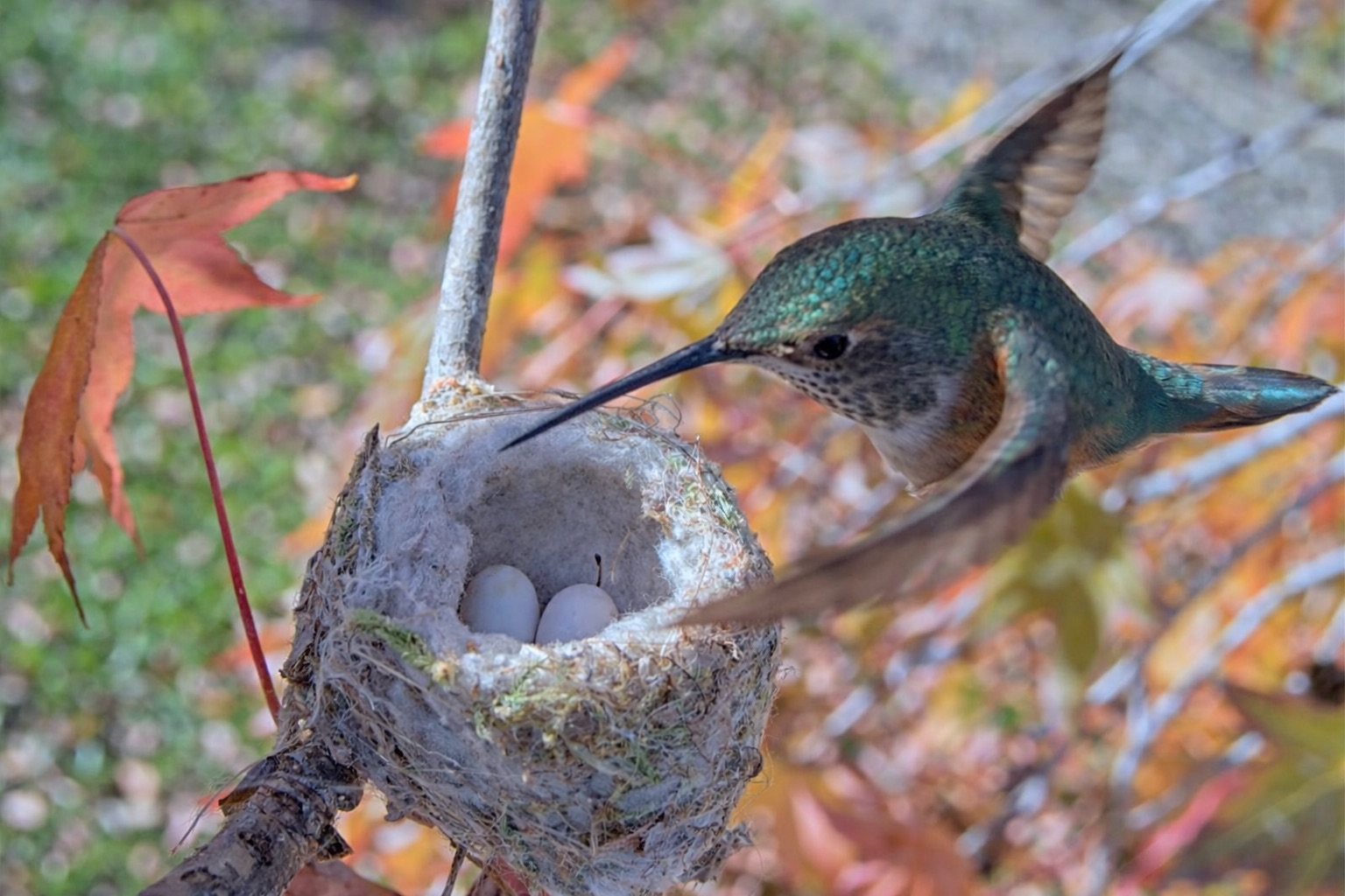 Hatch Watch Begins at Jewel the Hummingbird Nest 🐣💎 - SPO