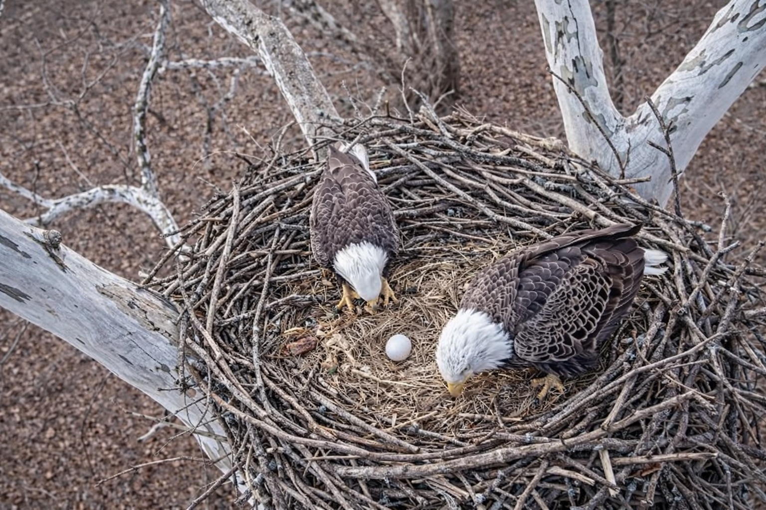 Duke Farms Bald Eagle Lays First Egg of 2026 Nesting Season