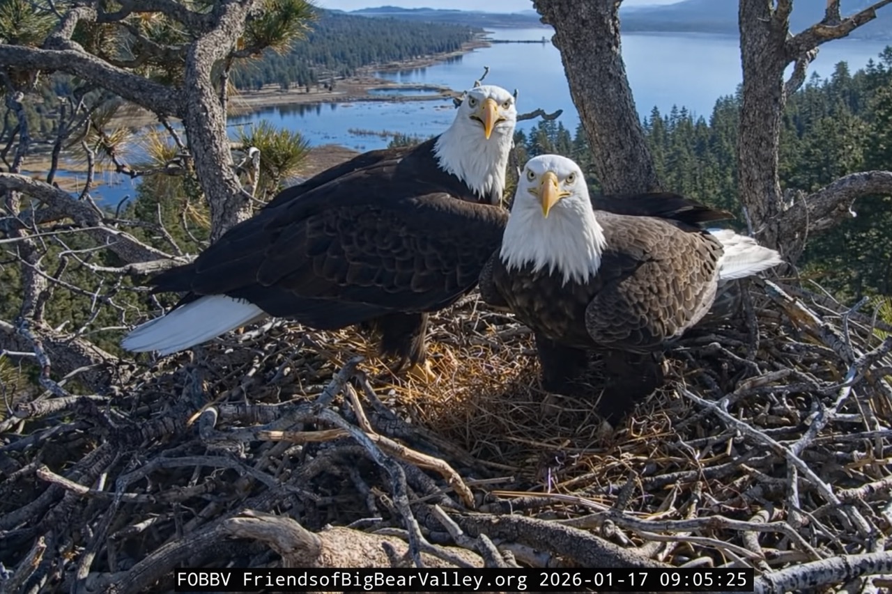 Jackie and Shadow’s Busy Morning at the Big Bear Eagle Nest Brings ...