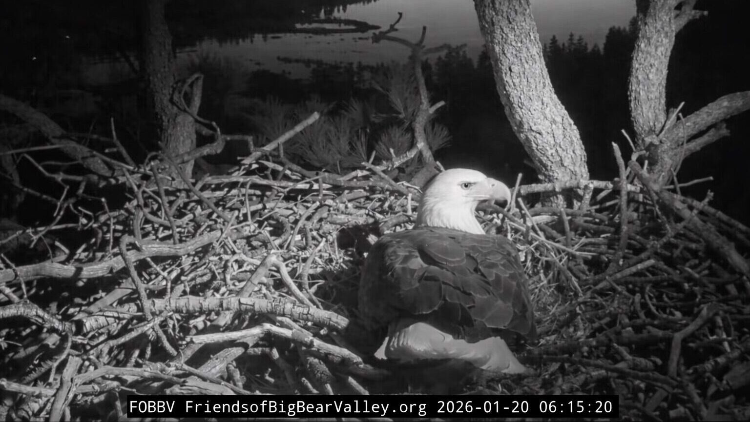 Jackie’s Early Morning Visit to the Big Bear Eagle Nest Signals the Season Is Near