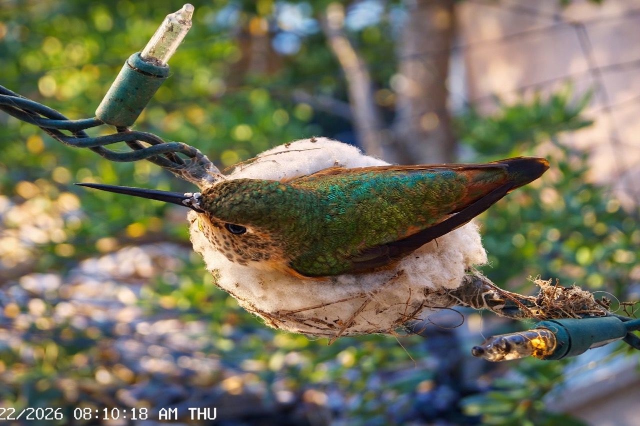 Sapphire Begins Her 2026 Nesting Season as the First Egg Appears on the ...