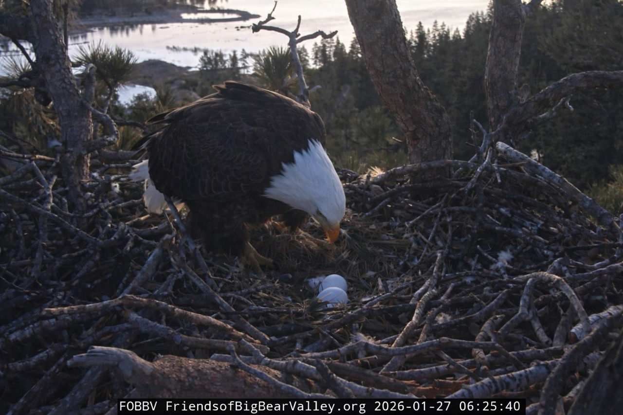 Shadow Discovers the Second Egg After a Tender Morning Exchange With Jackie