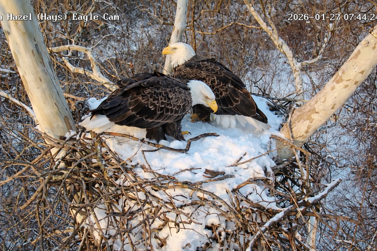 Glen Hazel (Hays) Eagles Check Snow-Filled Nest as Cold Weather Lingers
