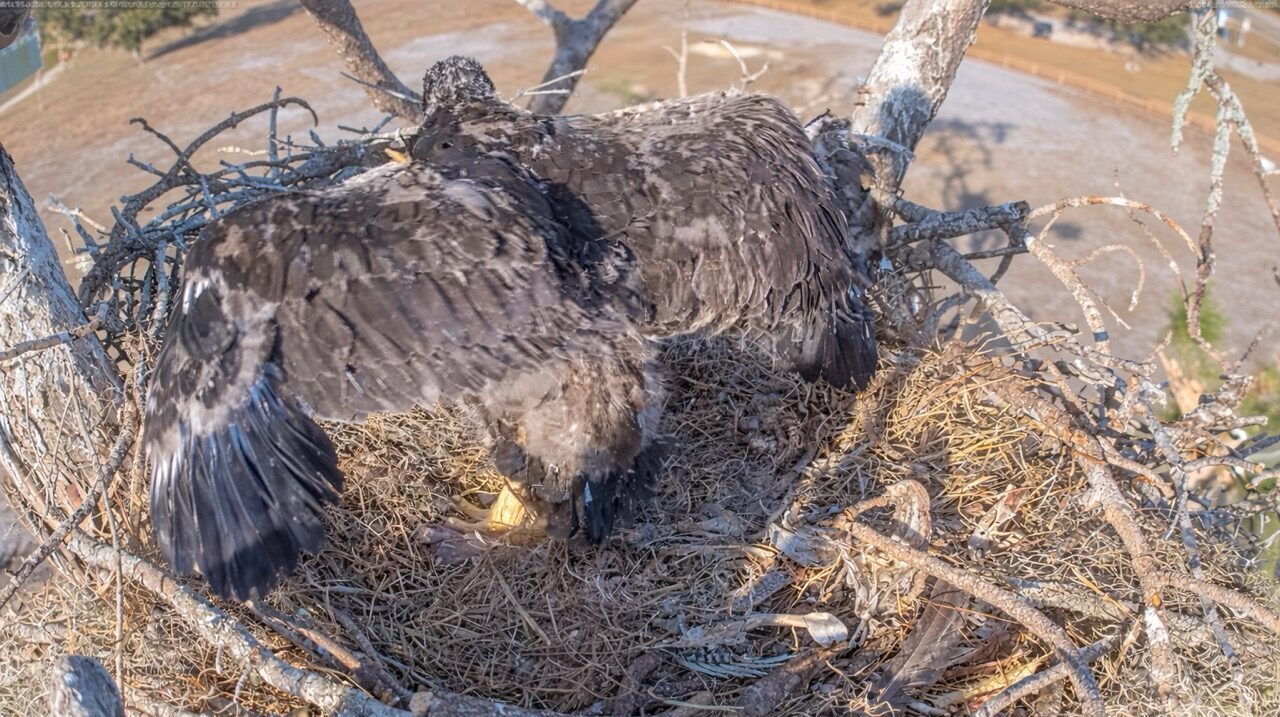 Bald Eagle Development Timeline: How an Egg Turns Into a Flying Eagle