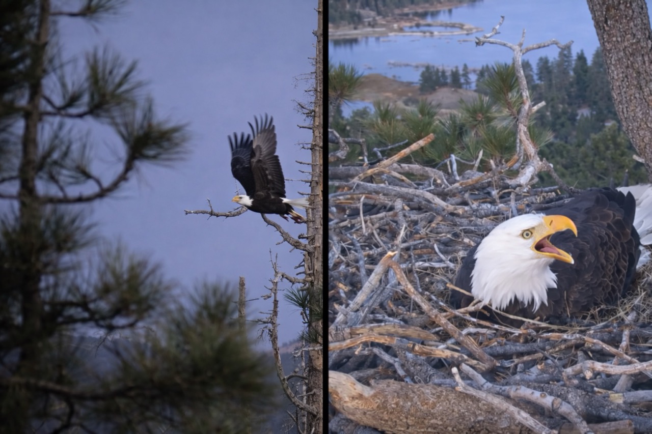 Jackie Chases Juvenile Eagle From Nest as Shadow Sounds the Alarm
