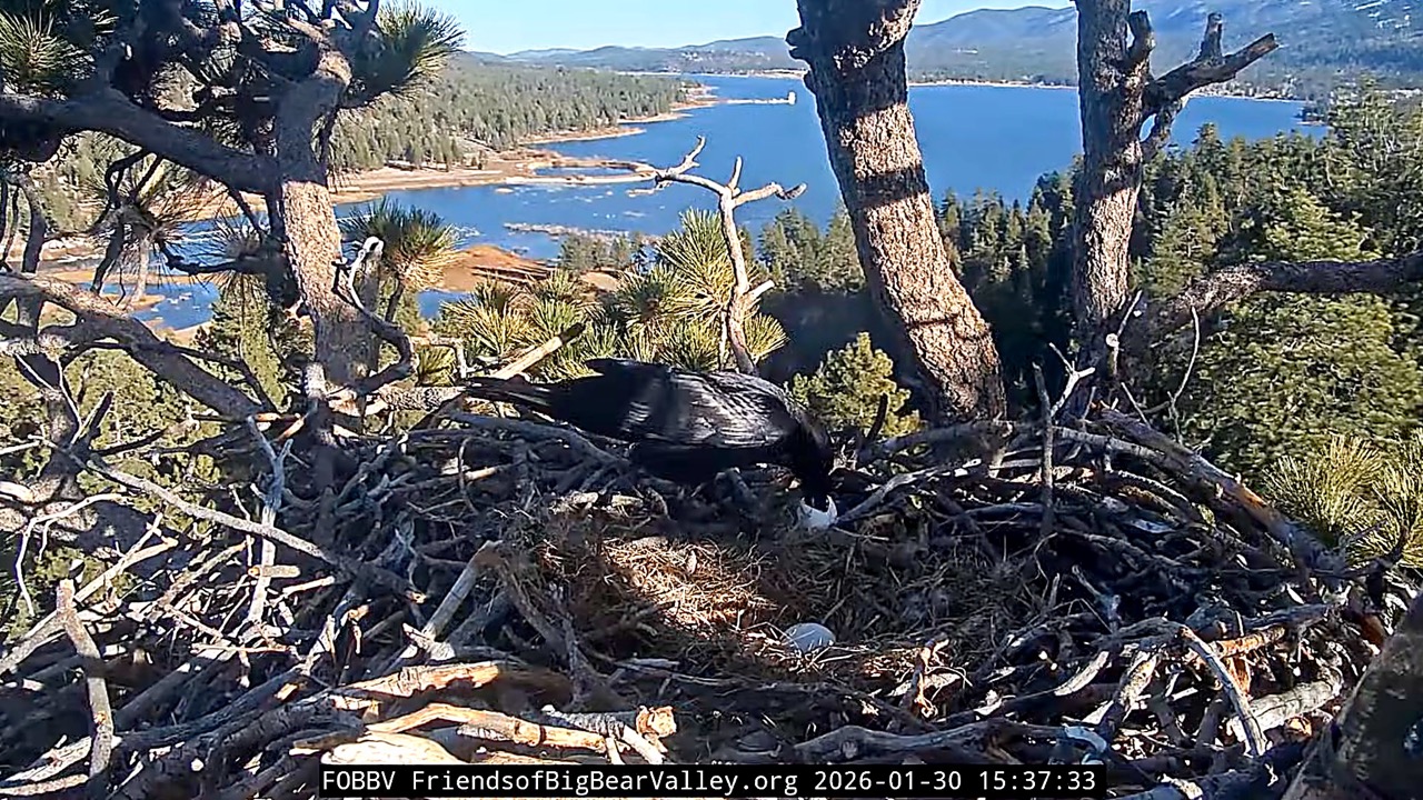 Raven Eats Big Bear Eagle Eggs While Jackie and Shadow Are Away