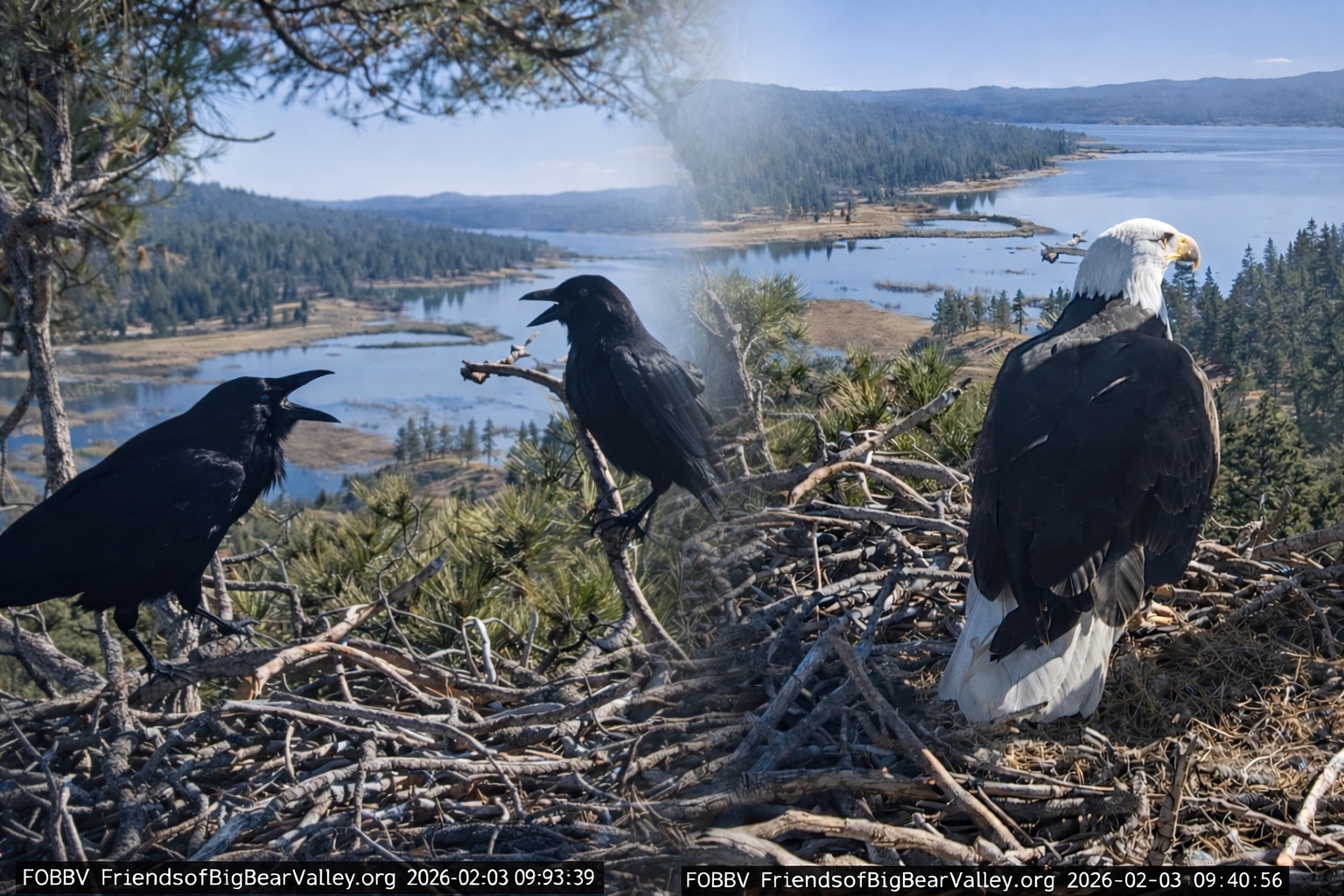 Ravens Return to Jackie and Shadow’s Nest Tree as Shadow Rushes Back to ...