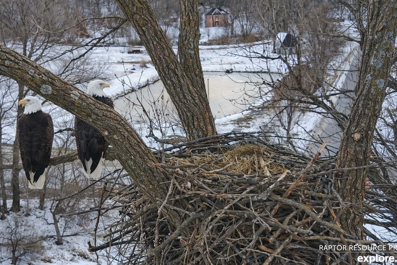 Decorah Eagles’ N6 Nest Cam Goes Live, Opening a Long-Awaited New Chapter