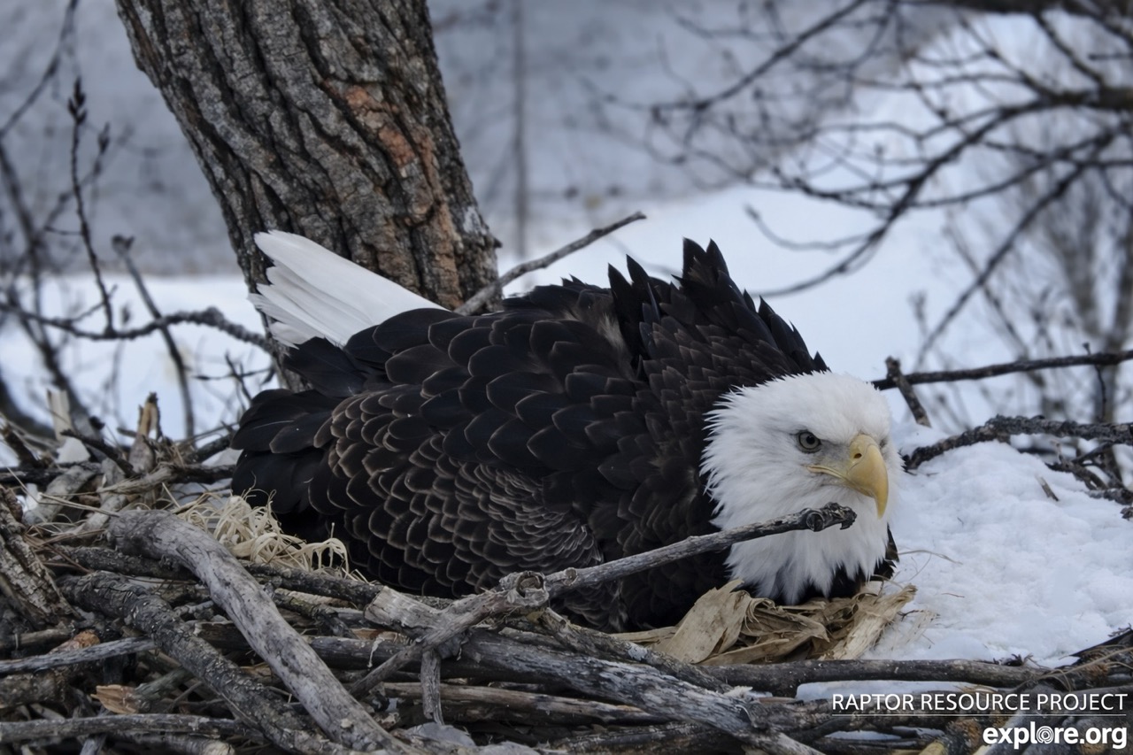 Decorah Eagle Mom Lays Second Egg and Refuses to Let Dad Take Her Place