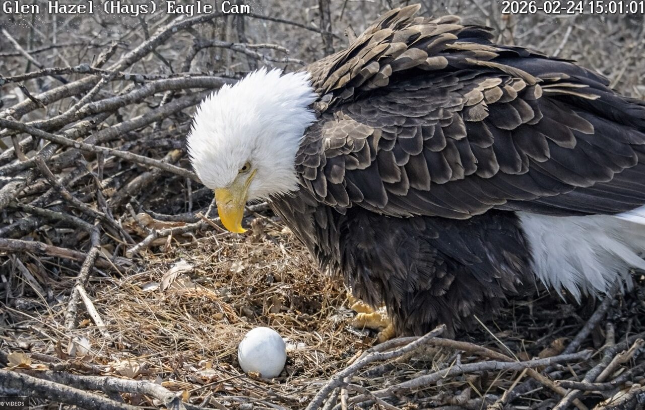 Camera Returns Just in Time for Glen Hazel’s First Egg of 2026