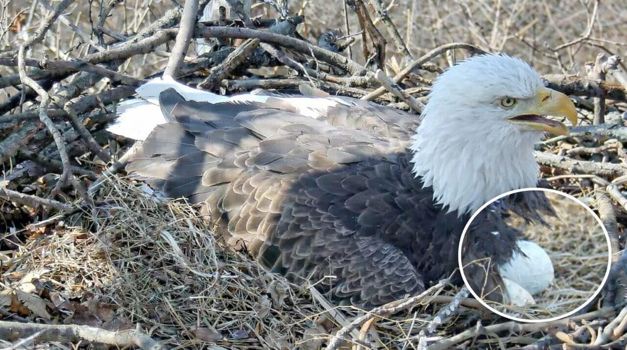 Glen Hazel Bald Eagle Rises — Reveals Two Eggs Beneath Her