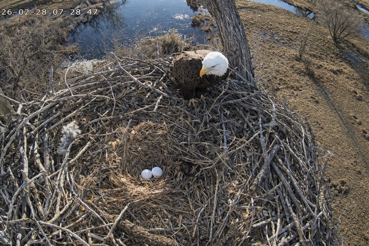Ma Vrain Lays Second Egg at Fort St. Vrain — Now a Third Could Arrive ...