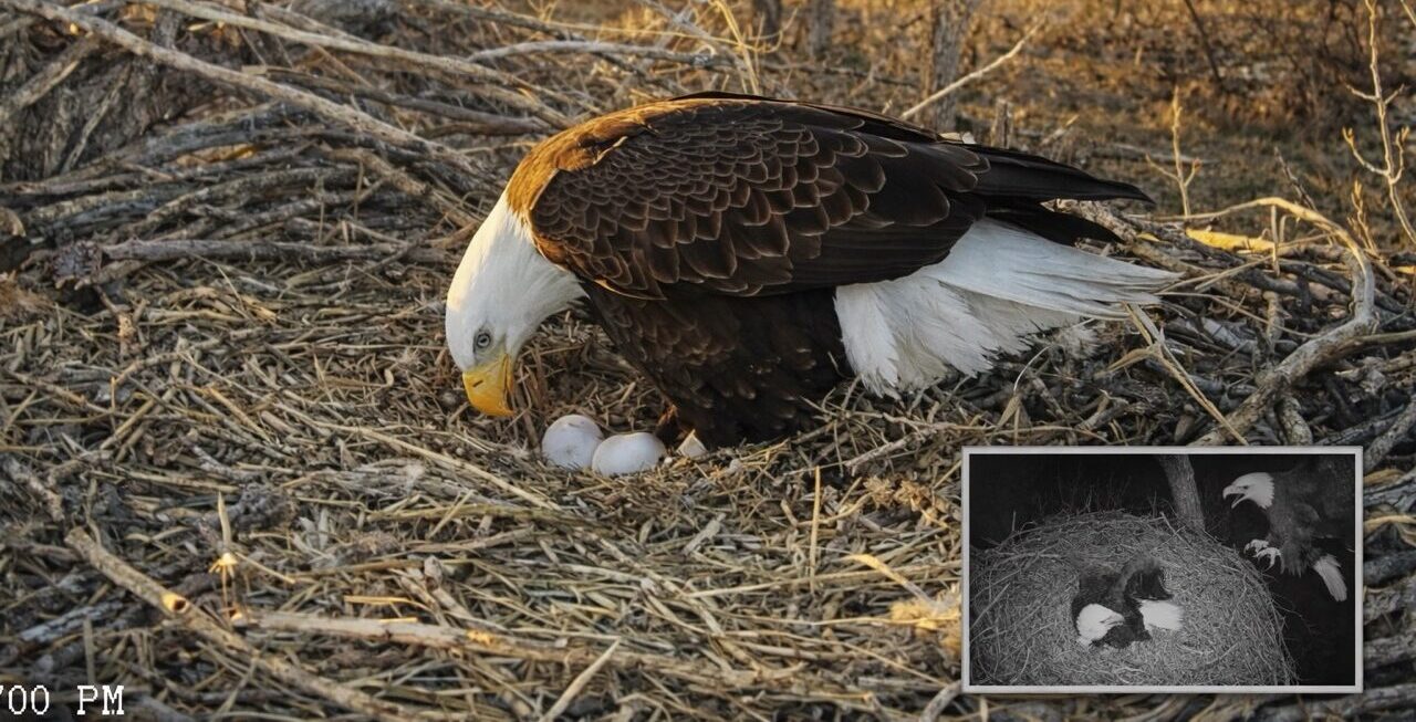 She Laid Egg #3 at Dusk… Then an Intruder Bald Eagle Struck the Fort St ...