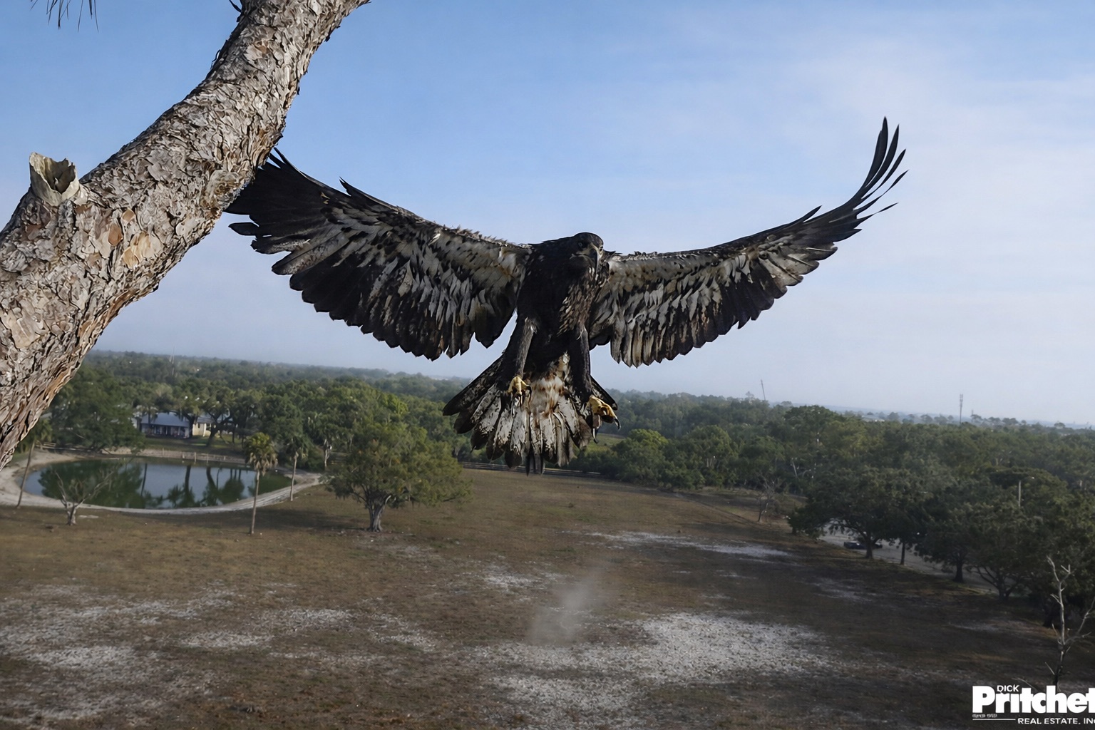 SWFL Eaglet E26 Fledged Last Night, Then Filled the Sky With Stunning ...