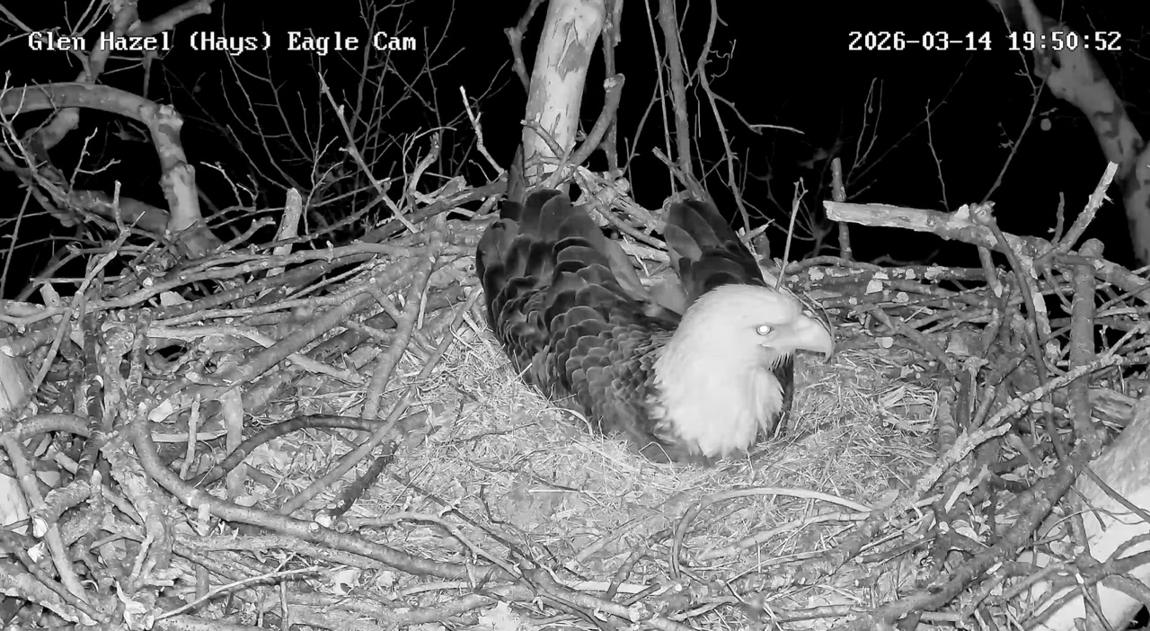 Sirens Below the Glen Hazel Eagle Nest Trigger a Sudden Nighttime ...