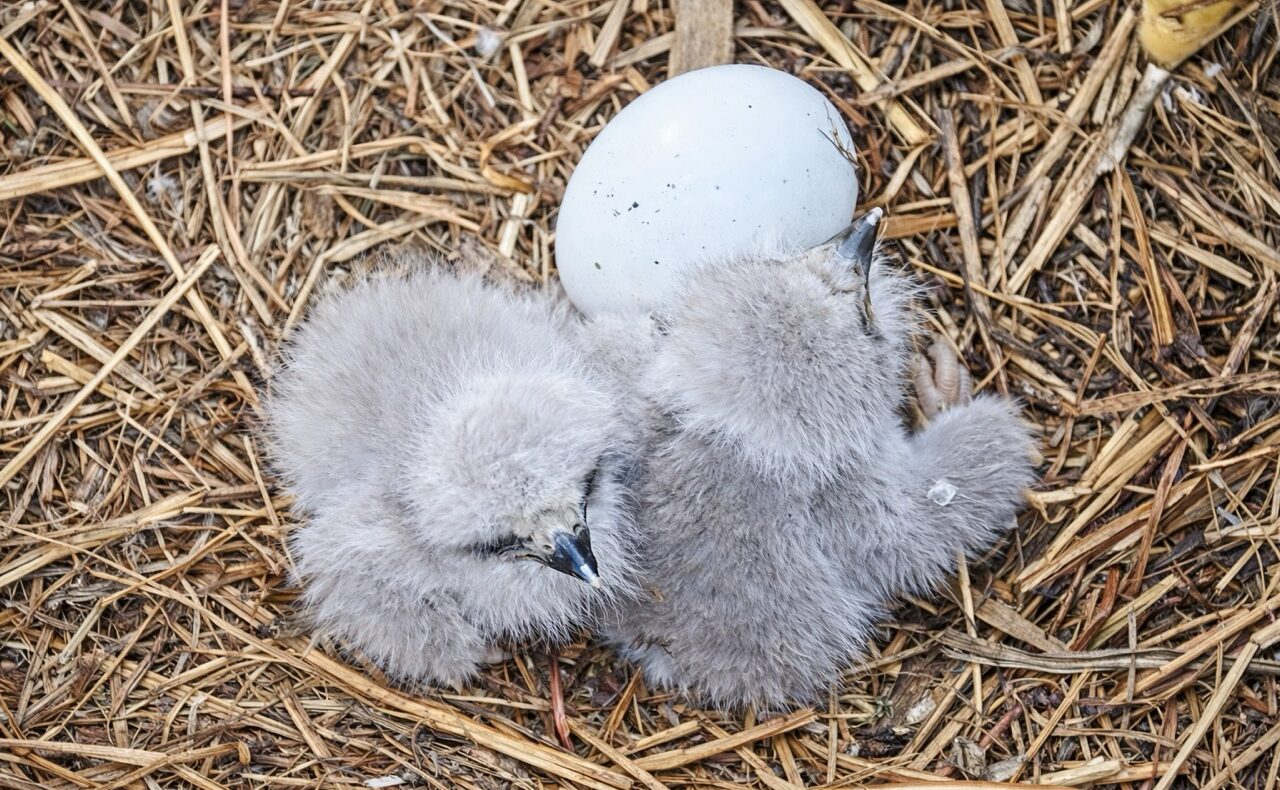 U.S. Steel Bald Eagles Welcome Chick #2 as Egg #3 Starts to Pip