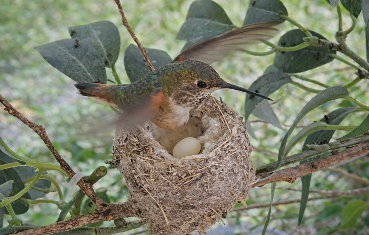 Lilly the Hummingbird Lays Her First Egg