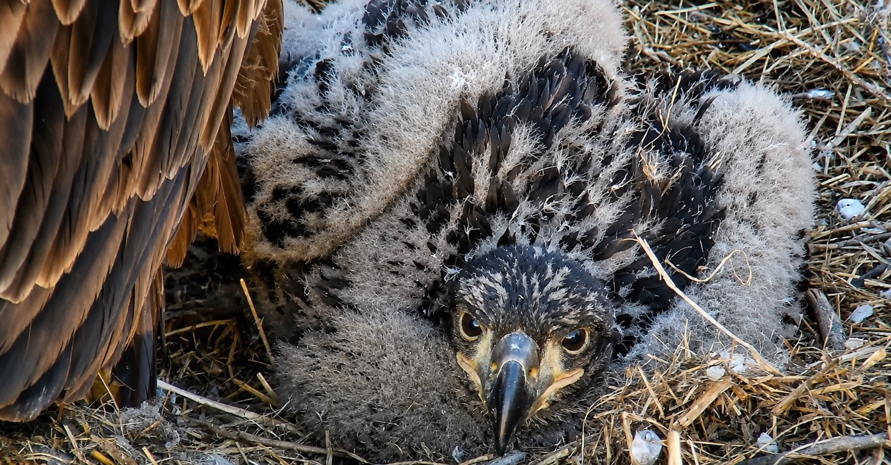 Both Glen Hazel Eaglets Cross 30 Days as Rapid Growth Takes Over
