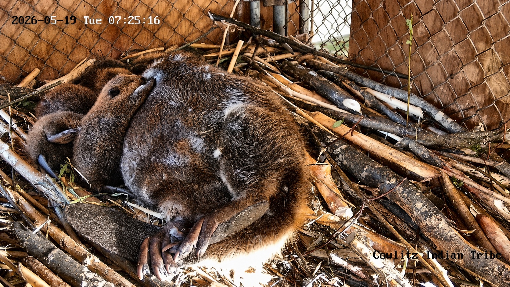 🔴 LIVE: Baby Beaver Live Cam! Watch 4 Newborn Kits Grow & Play (Cowlitz ...