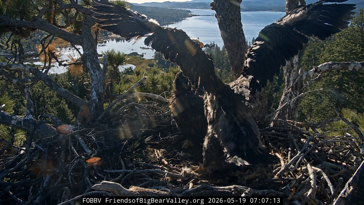 Luna Reached for the Sky After Shadow Left the Big Bear Eagle Nest