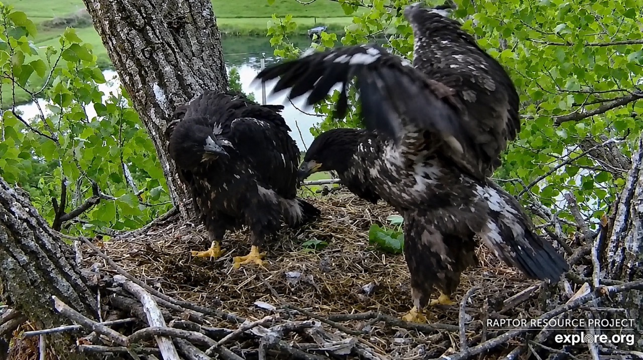 Decorah Eagles: DH3 and DH4 Turn Big Pre-Fledge Energy Into a Full Nest ...