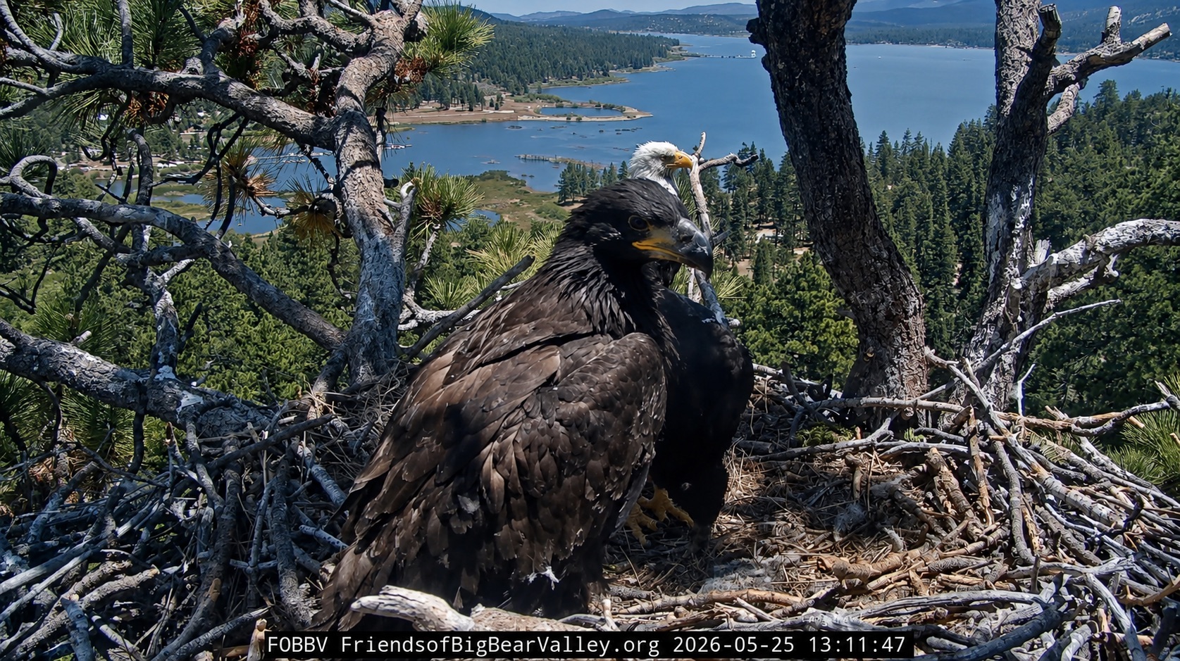 Sandy’s Goose-Like Honk Comes Just as the Big Bear Eaglets Start Acting ...