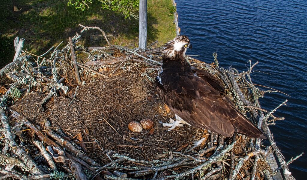 OBX Osprey Eggs Near Hatch Window After Frederick’s Stick Move Goes ...