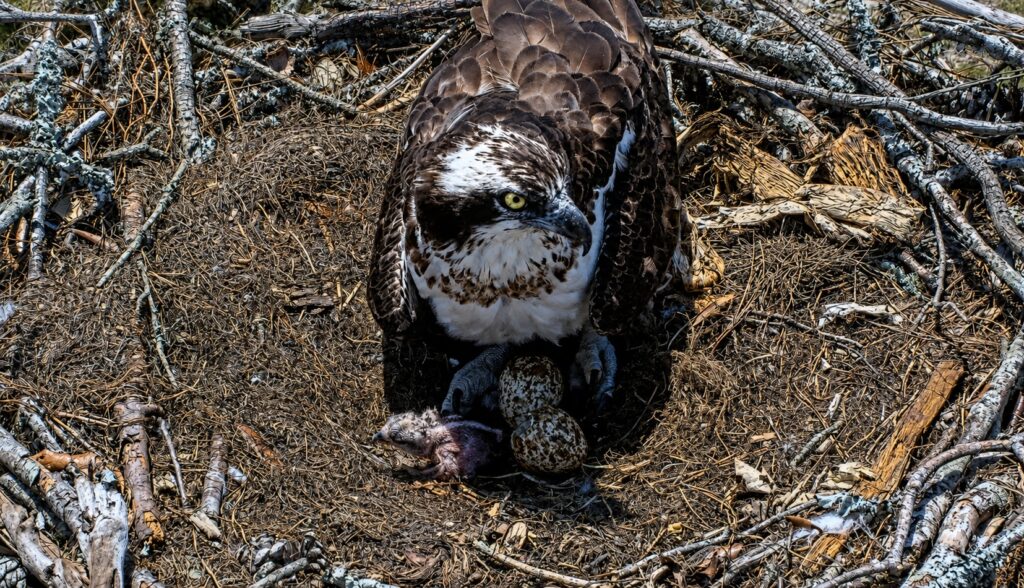 Betsy Reveals Her Tiny OBX Osprey Hatchling