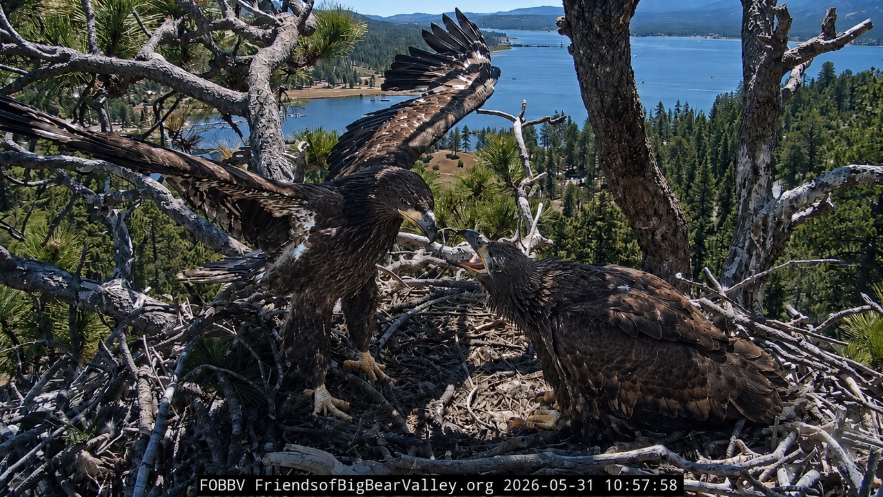Sandy and Luna Fledge Countdown Begins at Big Bear Eagle Nest
