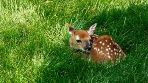 Fawn Alone in Yard? Do Not Touch It