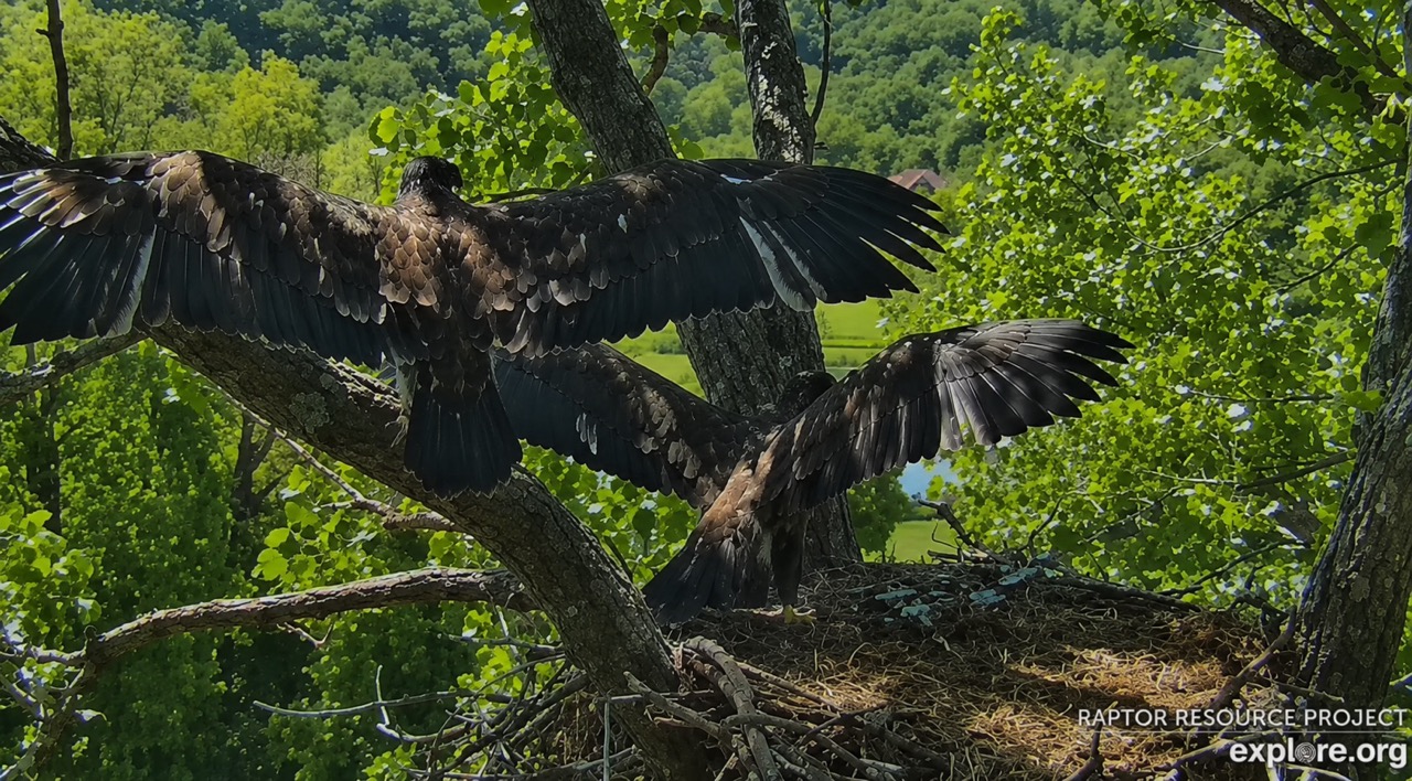 Decorah Eaglets Leave the Nest Bowl Behind as Branching Begins